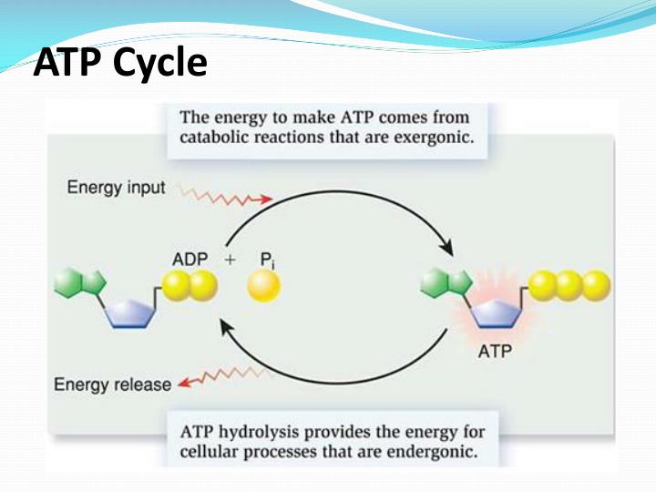 PPT - Cellular Respiration PowerPoint Presentation - ID:6826227