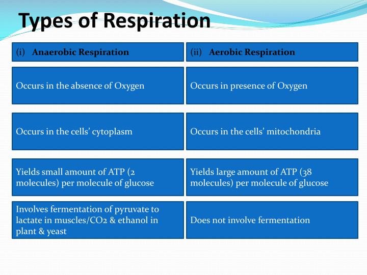 PPT - Cellular Respiration PowerPoint Presentation - ID:6826227