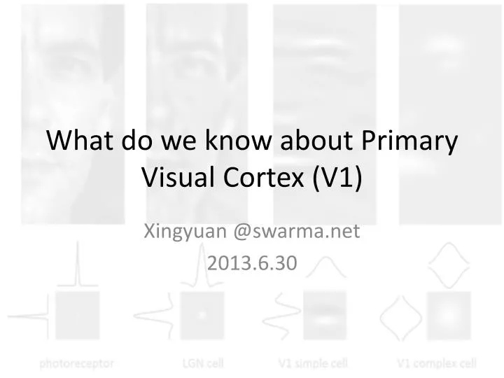 Ppt What Do We Know About Primary Visual Cortex V1 Powerpoint Presentation Id 6826418