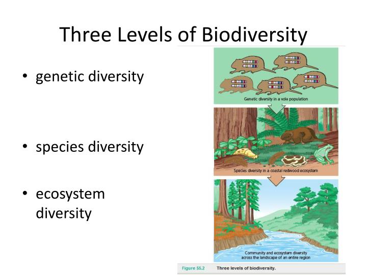 What Are Levels Of Biodiversity What Are Levels Of Biodiversity