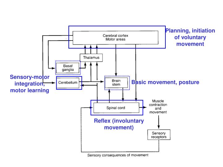 PPT - Motor cortex PowerPoint Presentation - ID:6827583