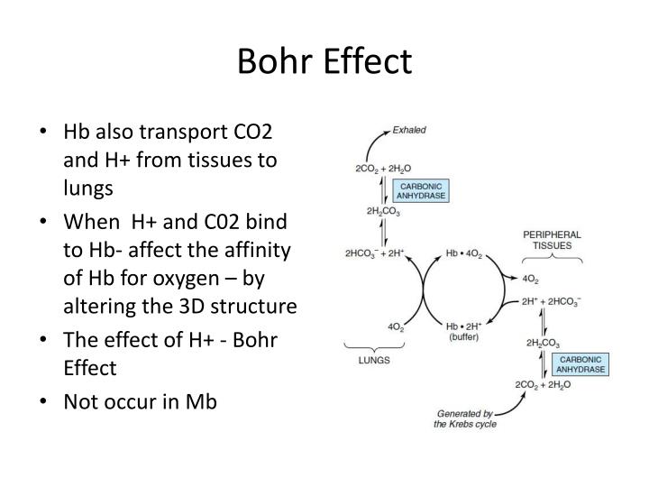 PPT - Example of Tertiary and Quaternary Structure of Protein Myoglobin ...