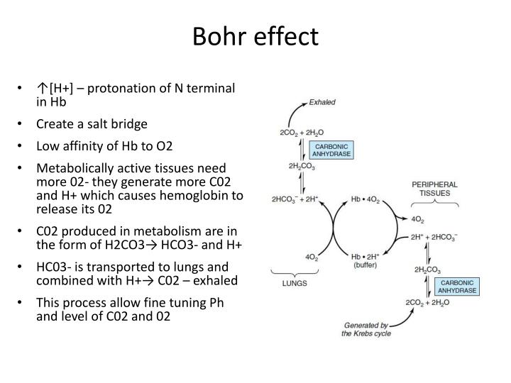 PPT - Example of Tertiary and Quaternary Structure of Protein Myoglobin ...