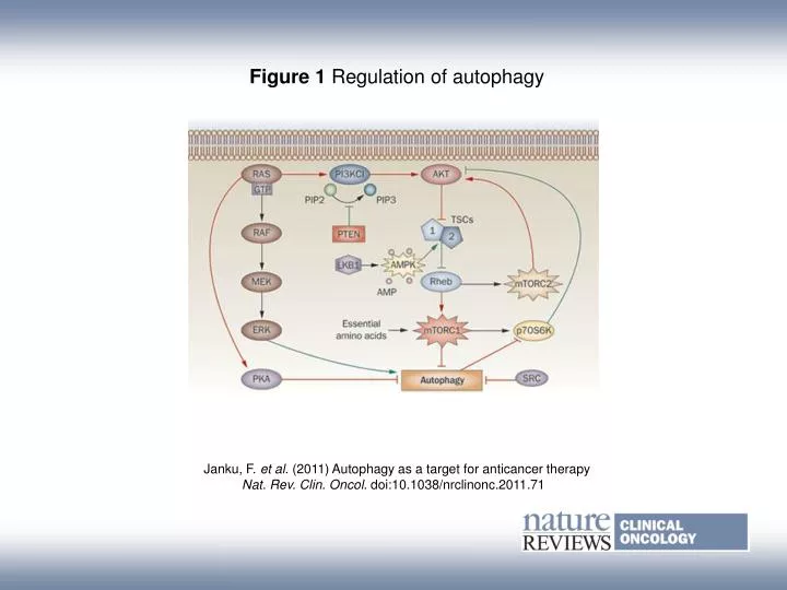 PPT - Figure 1 Regulation of autophagy PowerPoint Presentation, free ...