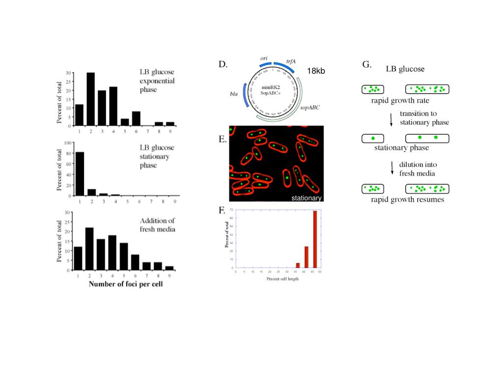 PPT - Intracellular mobility of plasmid DNA is limited by the ParA ...