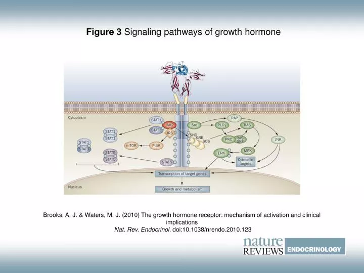 PPT - Figure 3 Signaling pathways of growth hormone PowerPoint ...