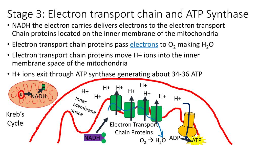 Ppt Cellular Respiration Notes Powerpoint Presentation Free Download