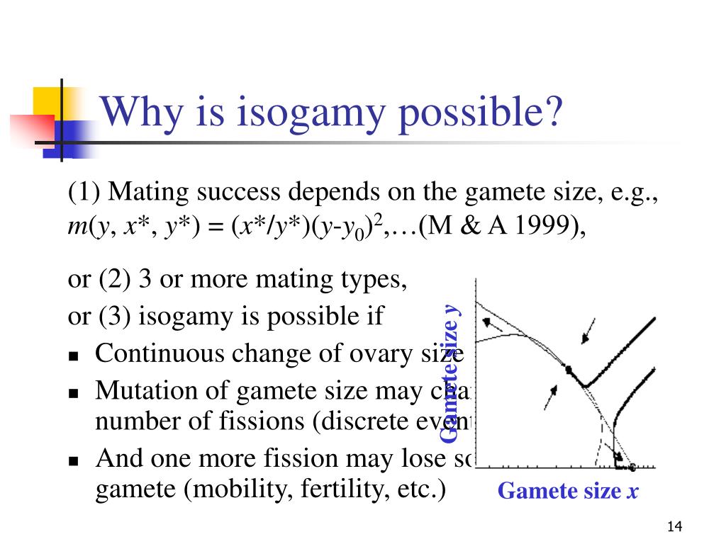 PPT - Why are equally-sized gametes so rare? The instability of isogamy ...