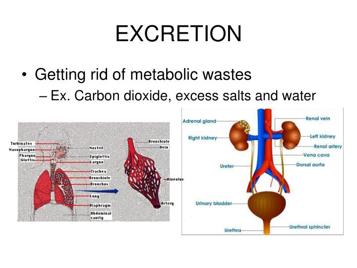 PPT - LIFE PROCESSES PowerPoint Presentation - ID:6831377