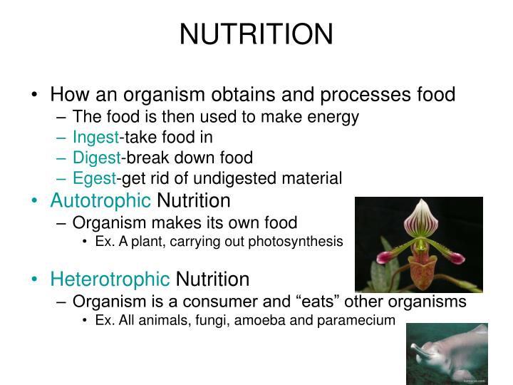 PPT - LIFE PROCESSES PowerPoint Presentation - ID:6831377