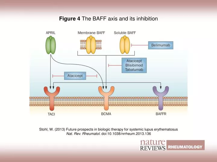 PPT - Figure 4 The BAFF axis and its inhibition PowerPoint Presentation ...