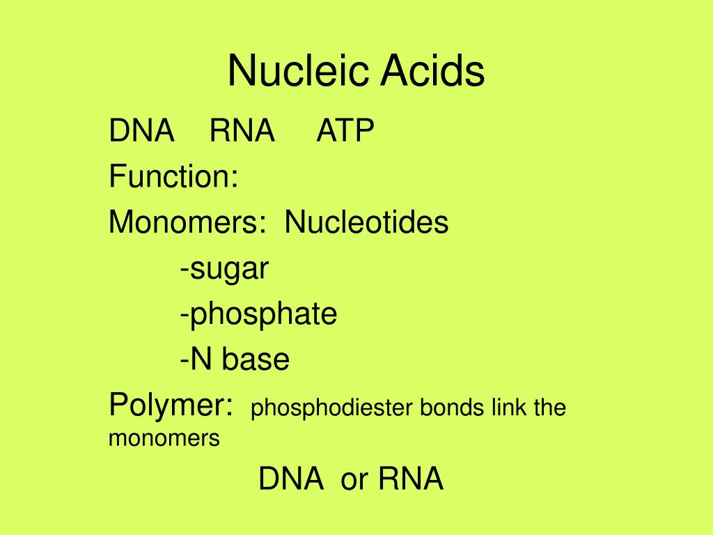 Ppt Nucleic Acids Powerpoint Presentation Free Download Id 6832440