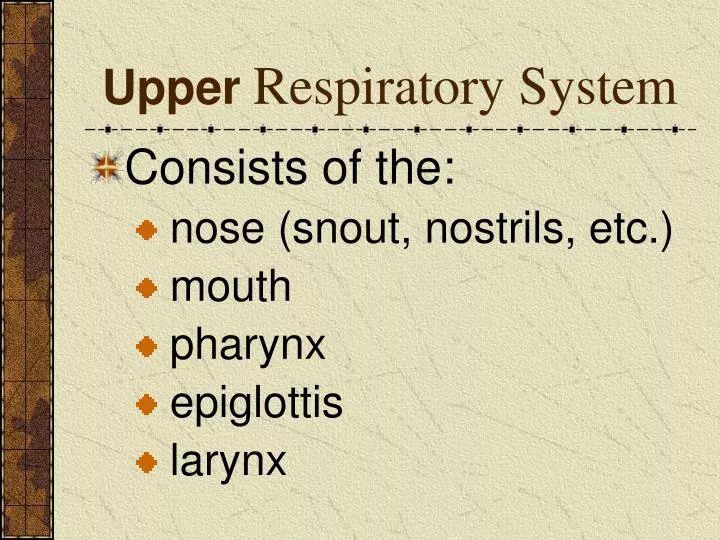 PPT - Upper Respiratory System PowerPoint Presentation, free download ...