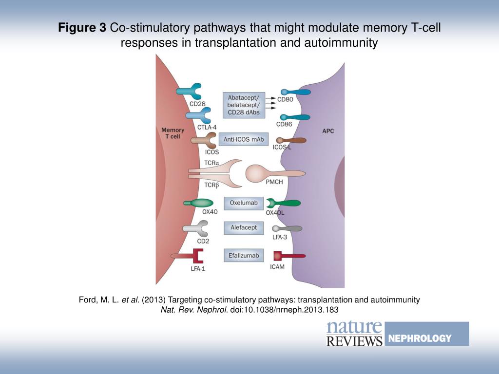 PPT - Ford, M. L. et al. (2013) Targeting co-stimulatory pathways ...