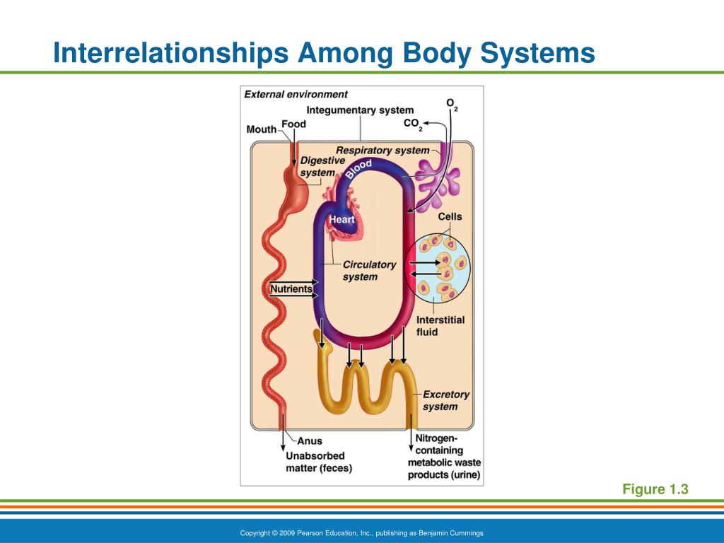 PPT - The Human Body: An Orientation PowerPoint Presentation, free ... PPT - The Human Body: An Orientation PowerPoint Presentation, free ...