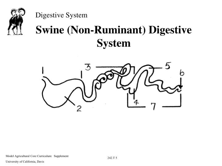 PPT - Horse Digestive System PowerPoint Presentation - ID:6835060