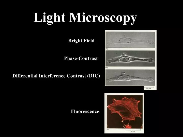 PPT - Light Microscopy PowerPoint Presentation, free download - ID:6835641