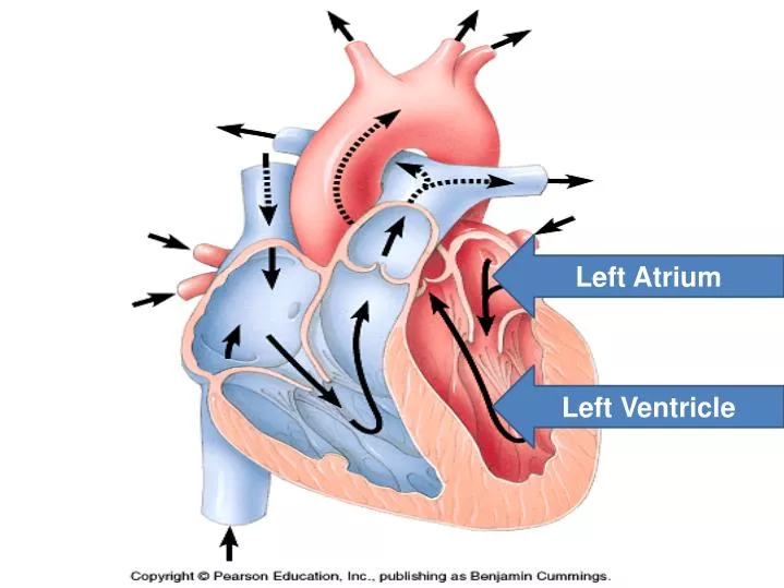 PPT - Left Atrium PowerPoint Presentation, free download - ID:6835718