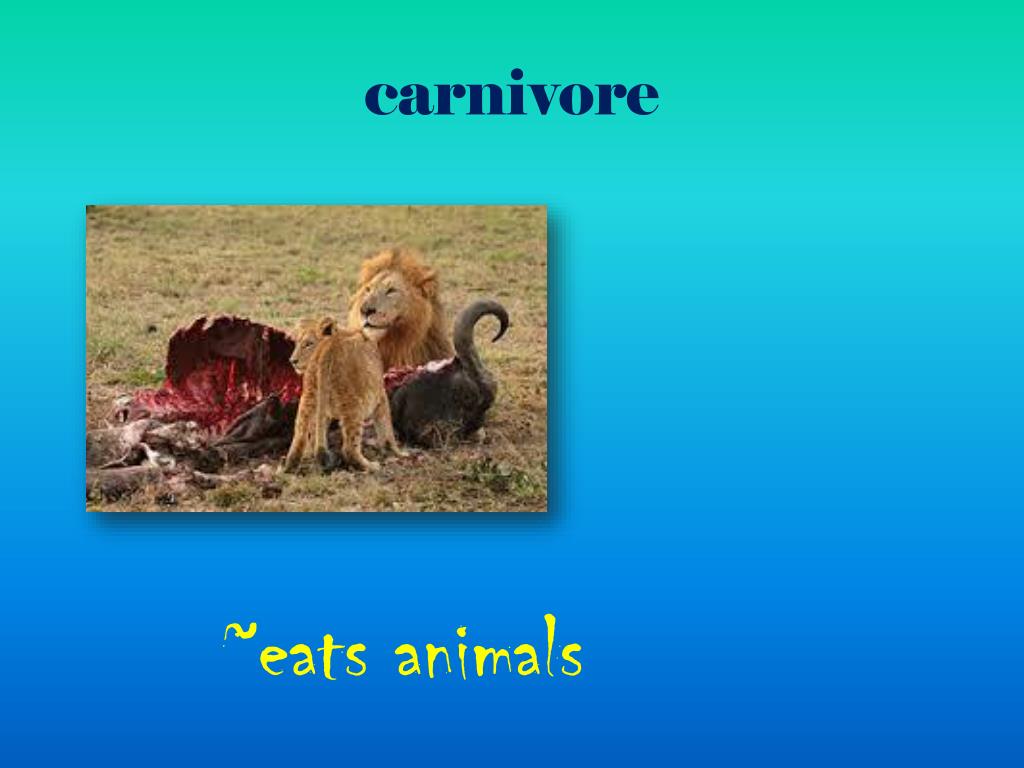PPT - Ecology Vocabulary Review PowerPoint Presentation, free download ...