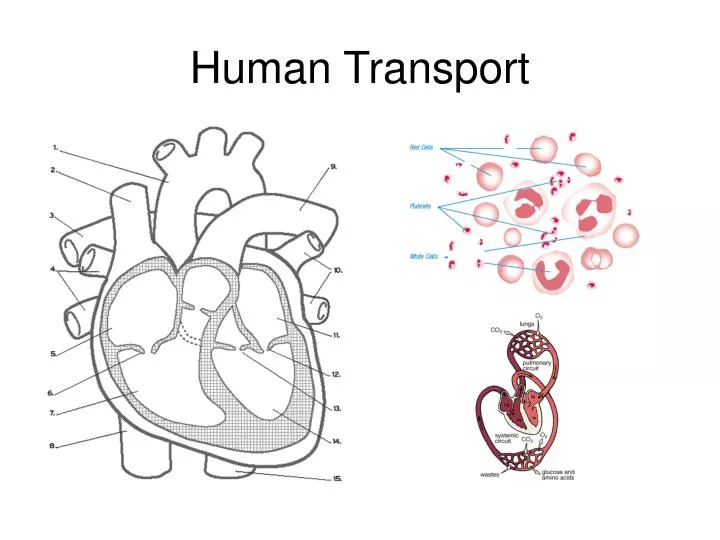 PPT - Human Transport PowerPoint Presentation, free download - ID:6836109