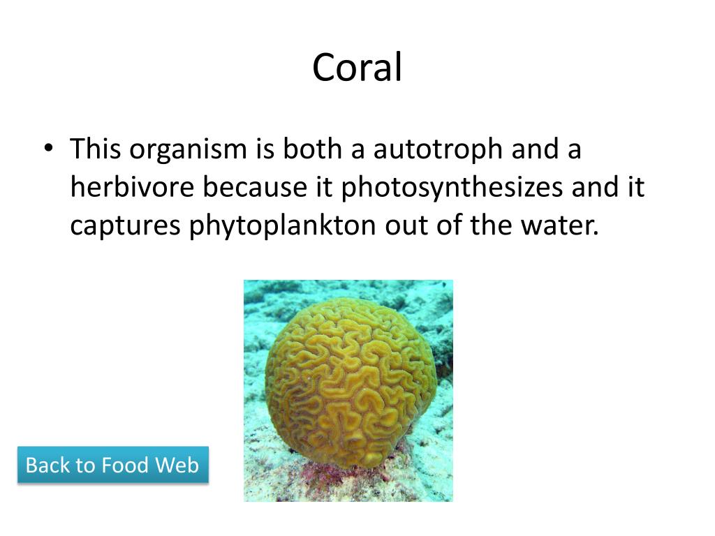 PPT - Coral Reef Food Web PowerPoint Presentation, free download - ID ...