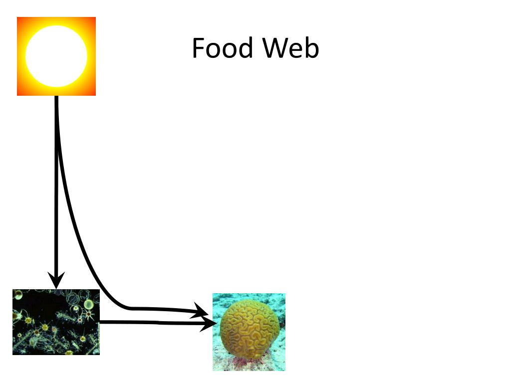 PPT - Coral Reef Food Web PowerPoint Presentation, free download - ID ...
