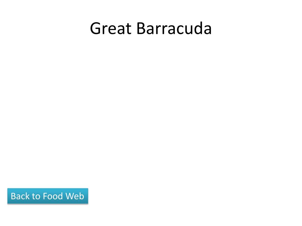 PPT - Coral Reef Food Web PowerPoint Presentation, free download - ID ...