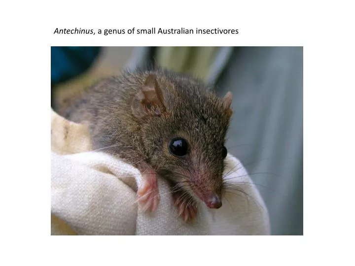 PPT - Antechinus , a genus of small Australian insectivores PowerPoint ...