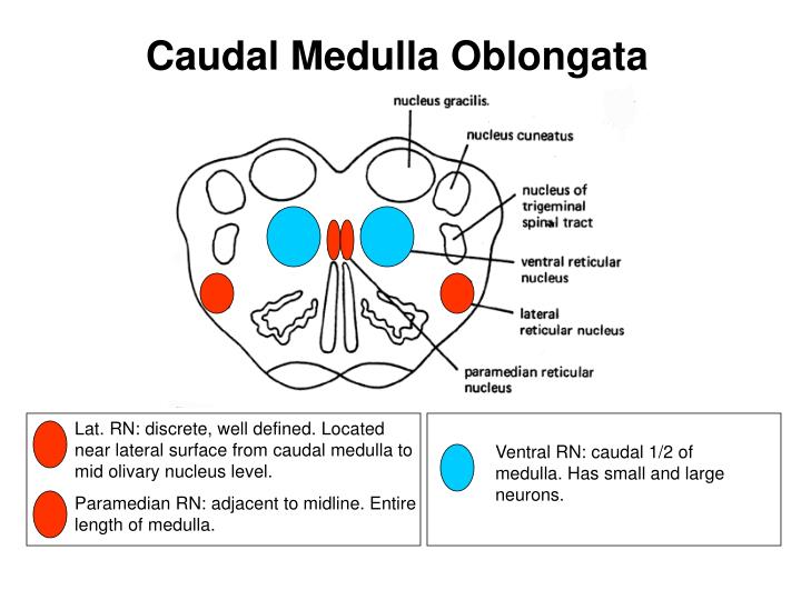PPT - Reticular Formation PowerPoint Presentation - ID:6837233