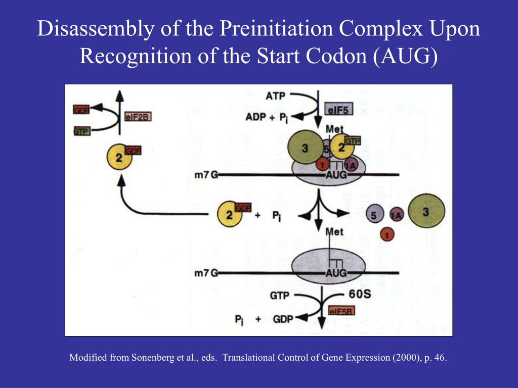 PPT - Regulation of Protein Translation PowerPoint Presentation, free ...