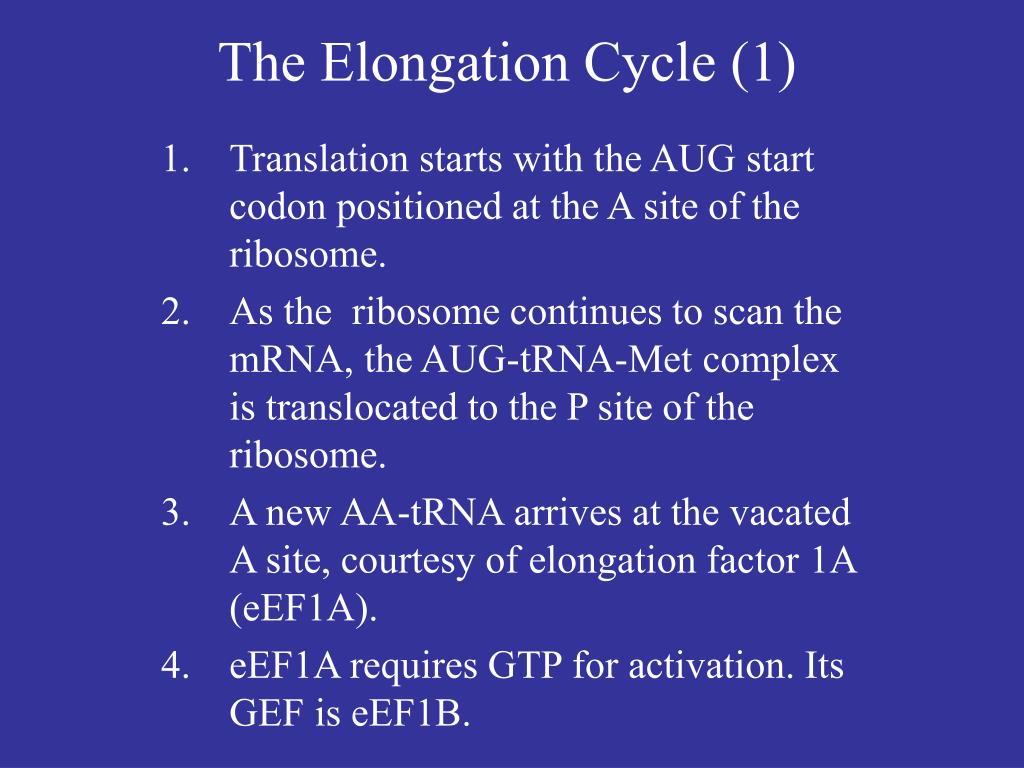 PPT - Regulation of Protein Translation PowerPoint Presentation, free ...
