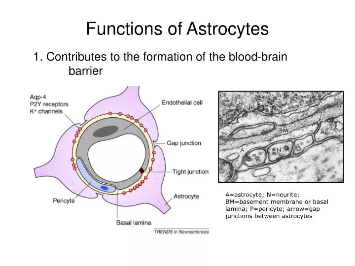 PPT - Functions of Astrocytes PowerPoint Presentation, free download ...