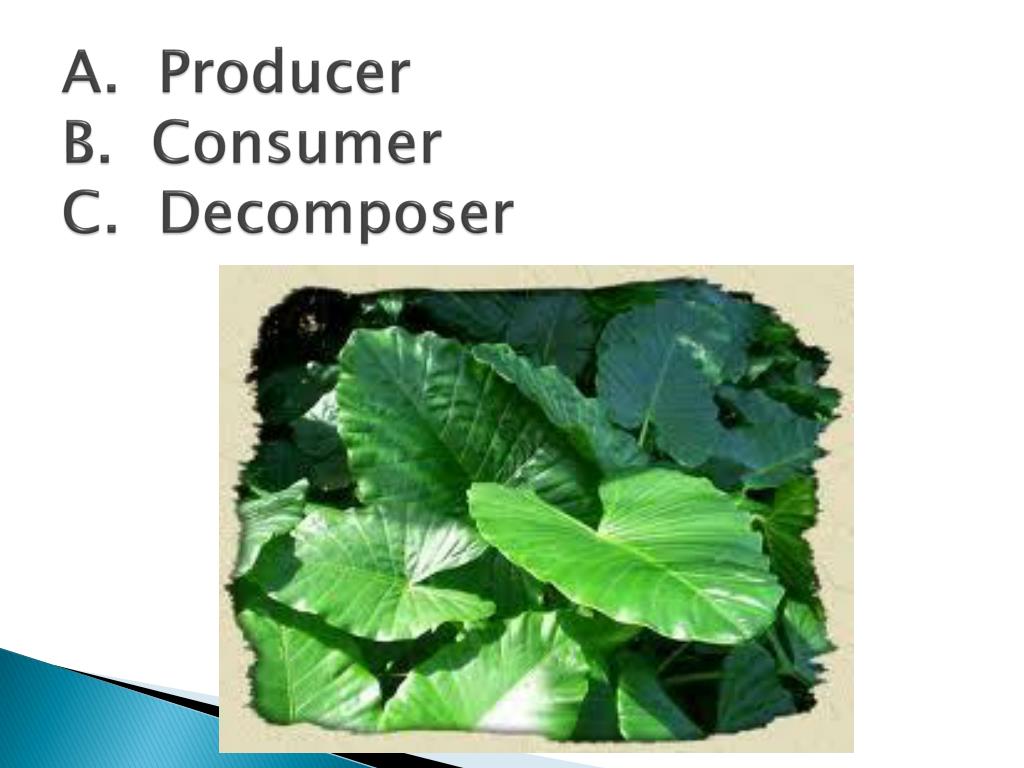 PPT - Goal 1: Identify: Producers: Consumers: Decomposers: PowerPoint ...