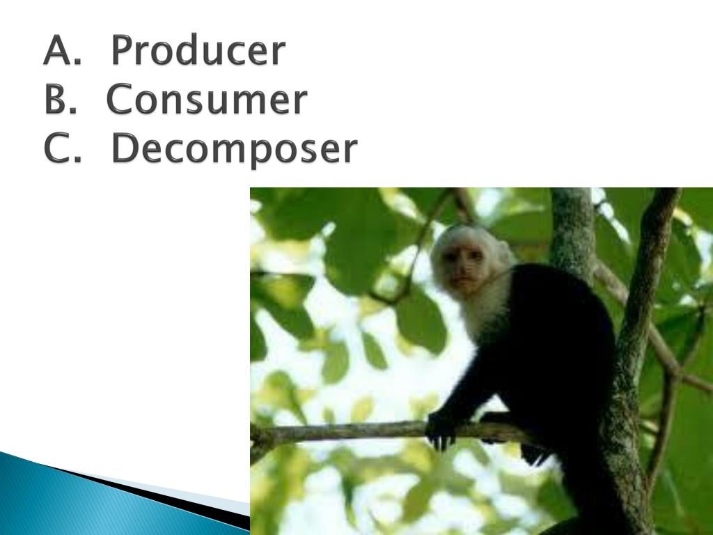 PPT - Goal 1: Identify: Producers: Consumers: Decomposers: PowerPoint ...