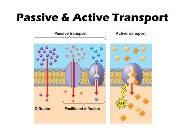 PPT - The Cell in Its Environment PowerPoint Presentation - ID:6837925