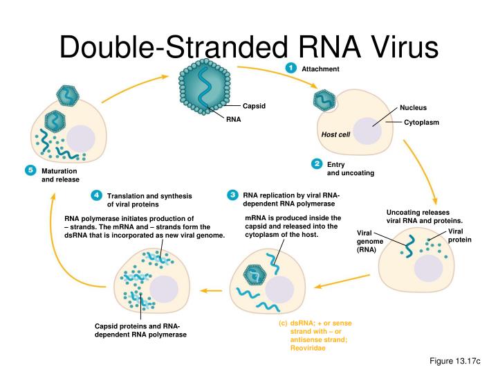 PPT - Growing Viruses PowerPoint Presentation - ID:6838225