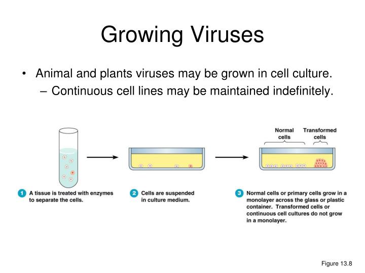PPT - Growing Viruses PowerPoint Presentation - ID:6838225
