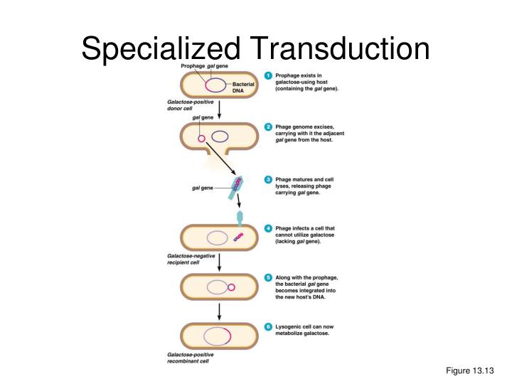 PPT - Growing Viruses PowerPoint Presentation - ID:6838225
