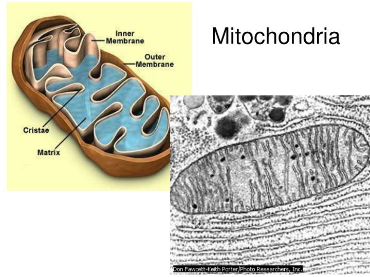 PPT - Microscopes PowerPoint Presentation - ID:6838432