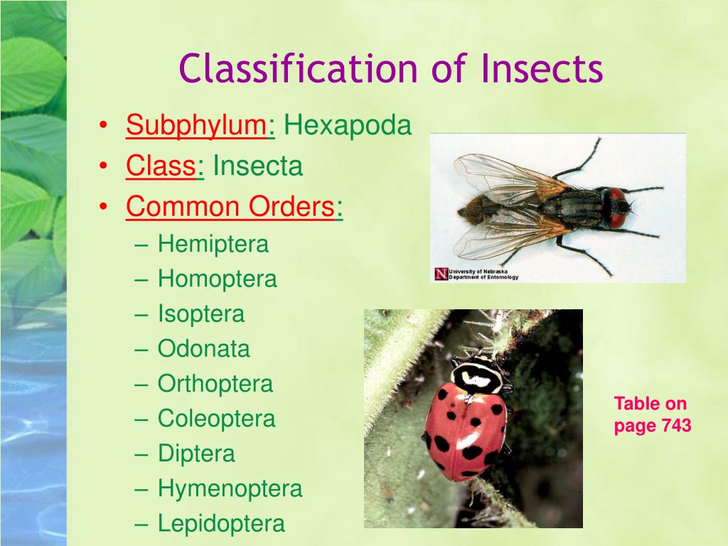 PPT - Insects PowerPoint Presentation, free download - ID:6838857 PPT - Insects PowerPoint Presentation, free download - ID:6838857