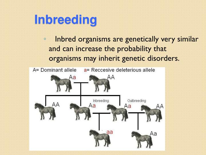 PPT - Chapter 15- Genetic Engineering 15.1 Selective Breeding ...