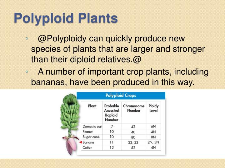 PPT - Chapter 15- Genetic Engineering 15.1 Selective Breeding ...
