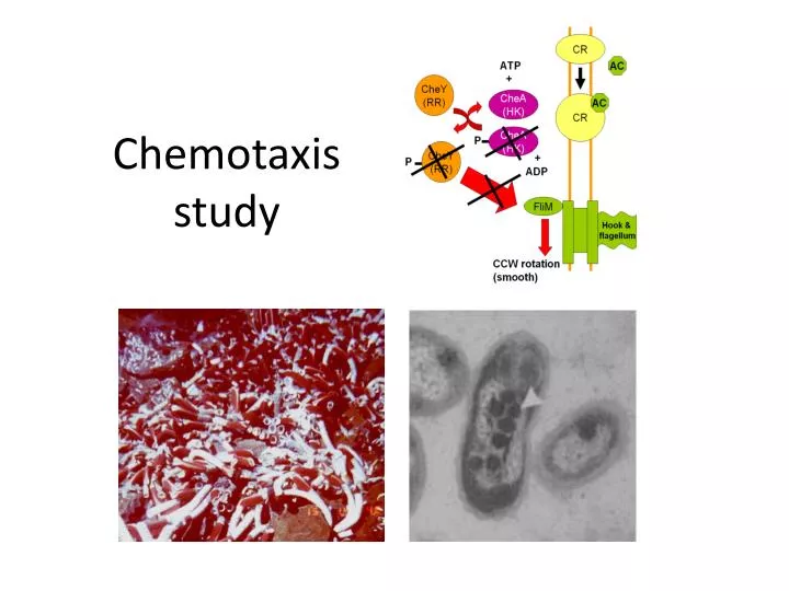 PPT - Chemotaxis study PowerPoint Presentation, free download - ID:6839214