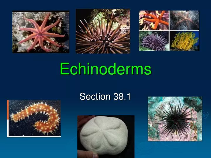 PPT - Echinoderms PowerPoint Presentation, free download - ID:6839523