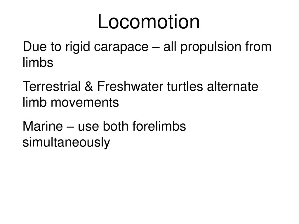 PPT - Unique Locomotion and Adaptations in Marine Turtles PowerPoint ...