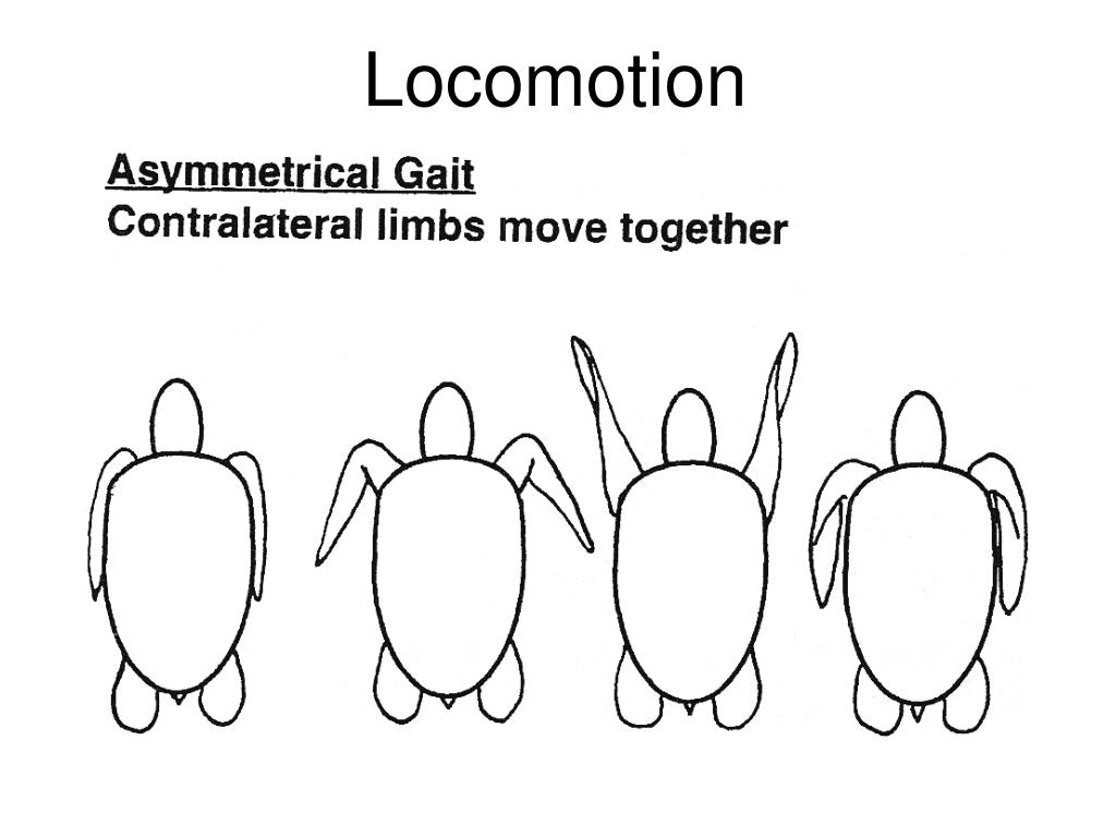 PPT - Unique Locomotion and Adaptations in Marine Turtles PowerPoint ...