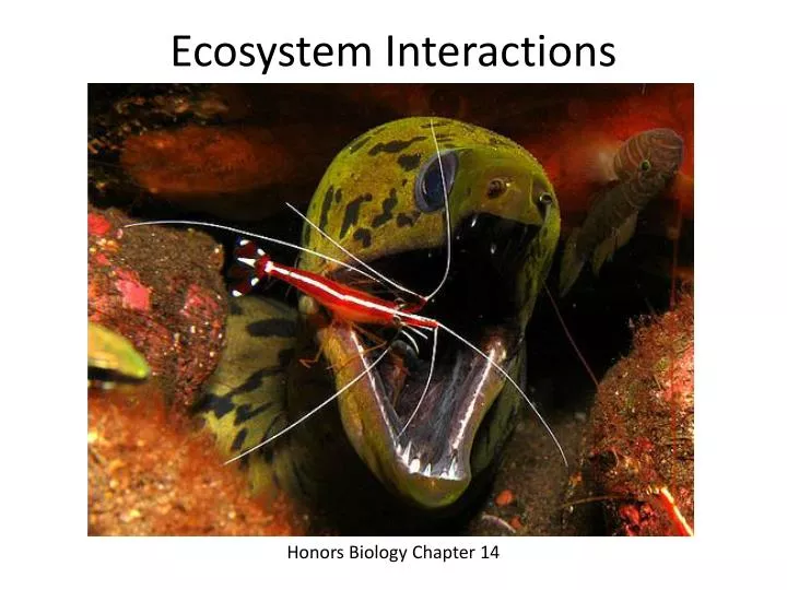 PPT - Ecosystem Interactions PowerPoint Presentation, free download ...