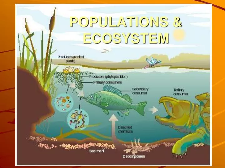 PPT - POPULATIONS & ECOSYSTEM PowerPoint Presentation, free download ... PPT - POPULATIONS & ECOSYSTEM PowerPoint Presentation, free download ...
