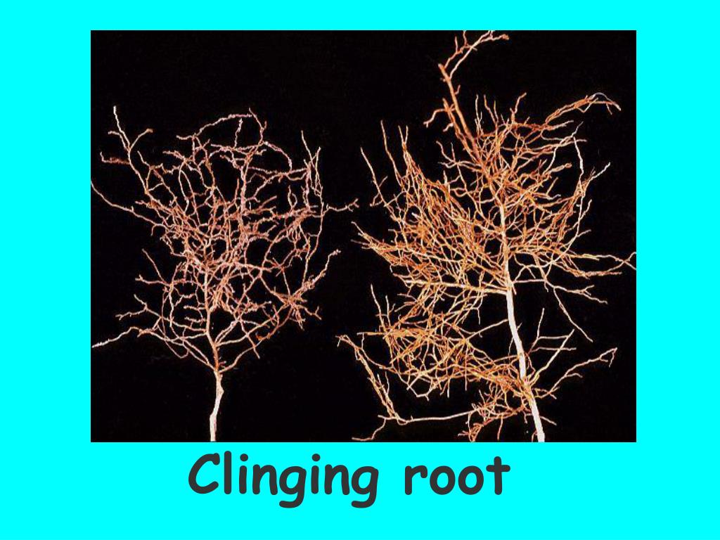 PPT - Clinical Plant Pathology PowerPoint Presentation, free download ...