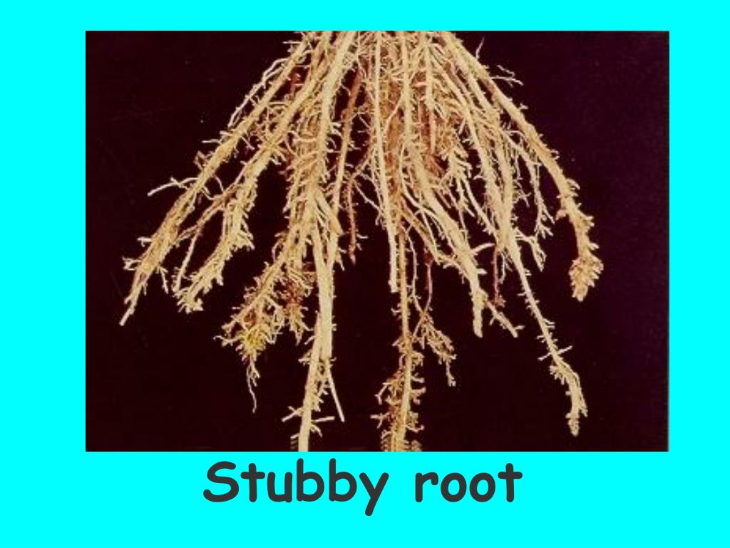 PPT - Clinical Plant Pathology PowerPoint Presentation, free download ...